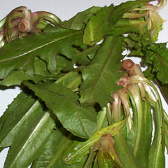 Wild Edible Plants Plants Database